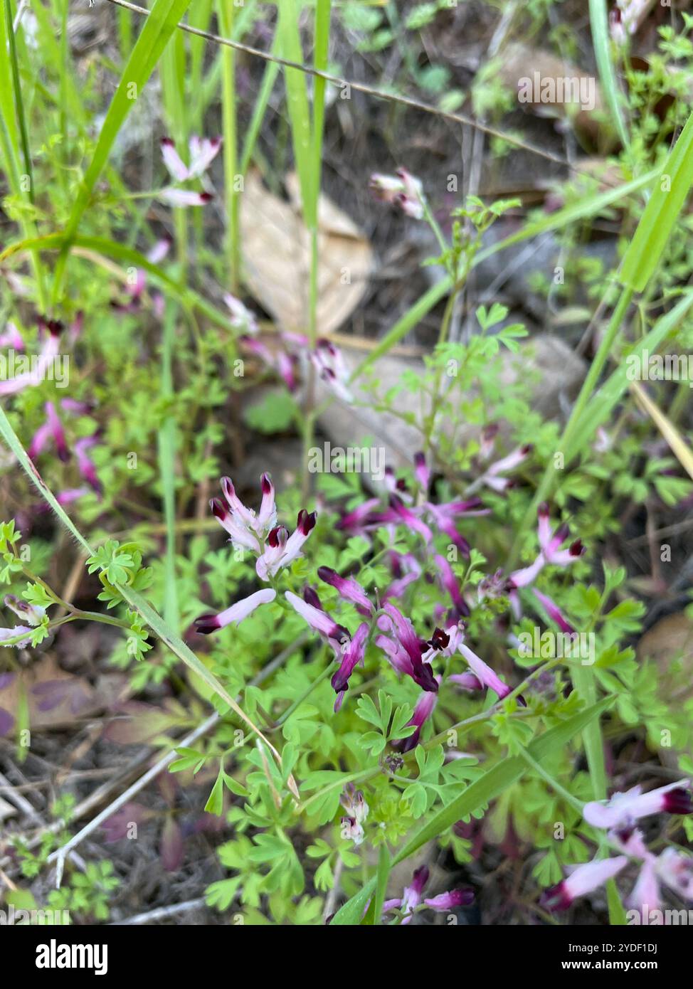 Common ramping fumitory hi-res stock photography and images - Alamy