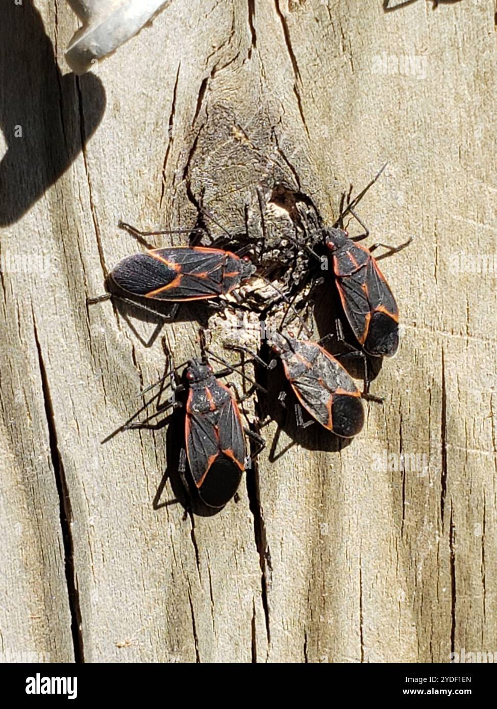 Eastern Boxelder Bug (Boisea trivittata Stock Photo - Alamy