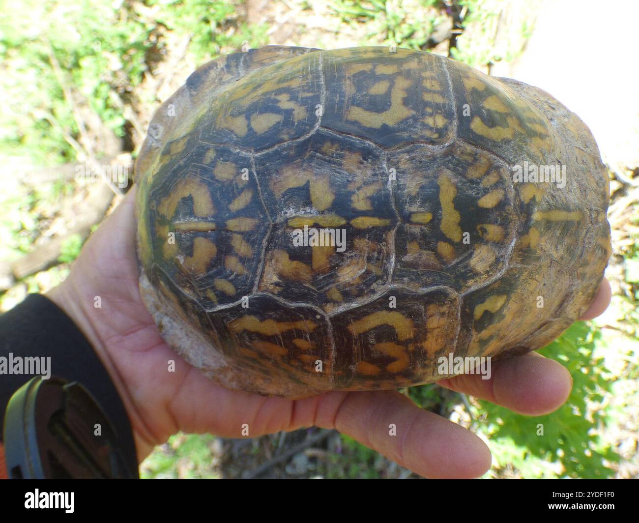 Eastern Box Turtle (Terrapene carolina carolina Stock Photo - Alamy