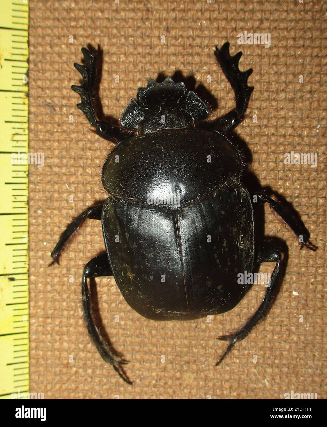 True dung beetles hi-res stock photography and images - Alamy