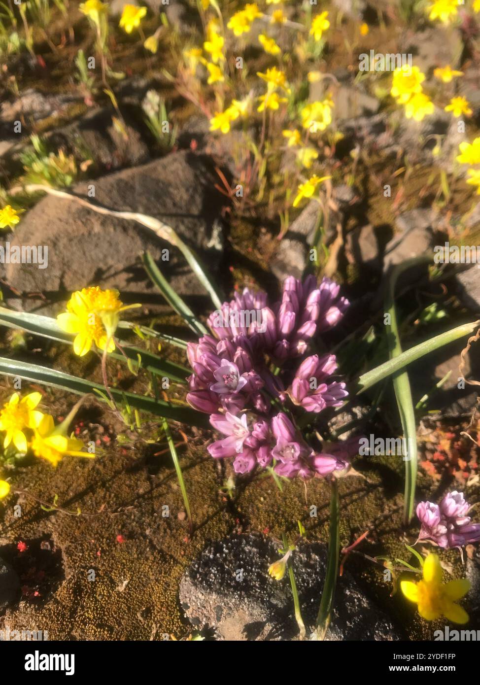 Cascade onion (Allium cratericola Stock Photo - Alamy