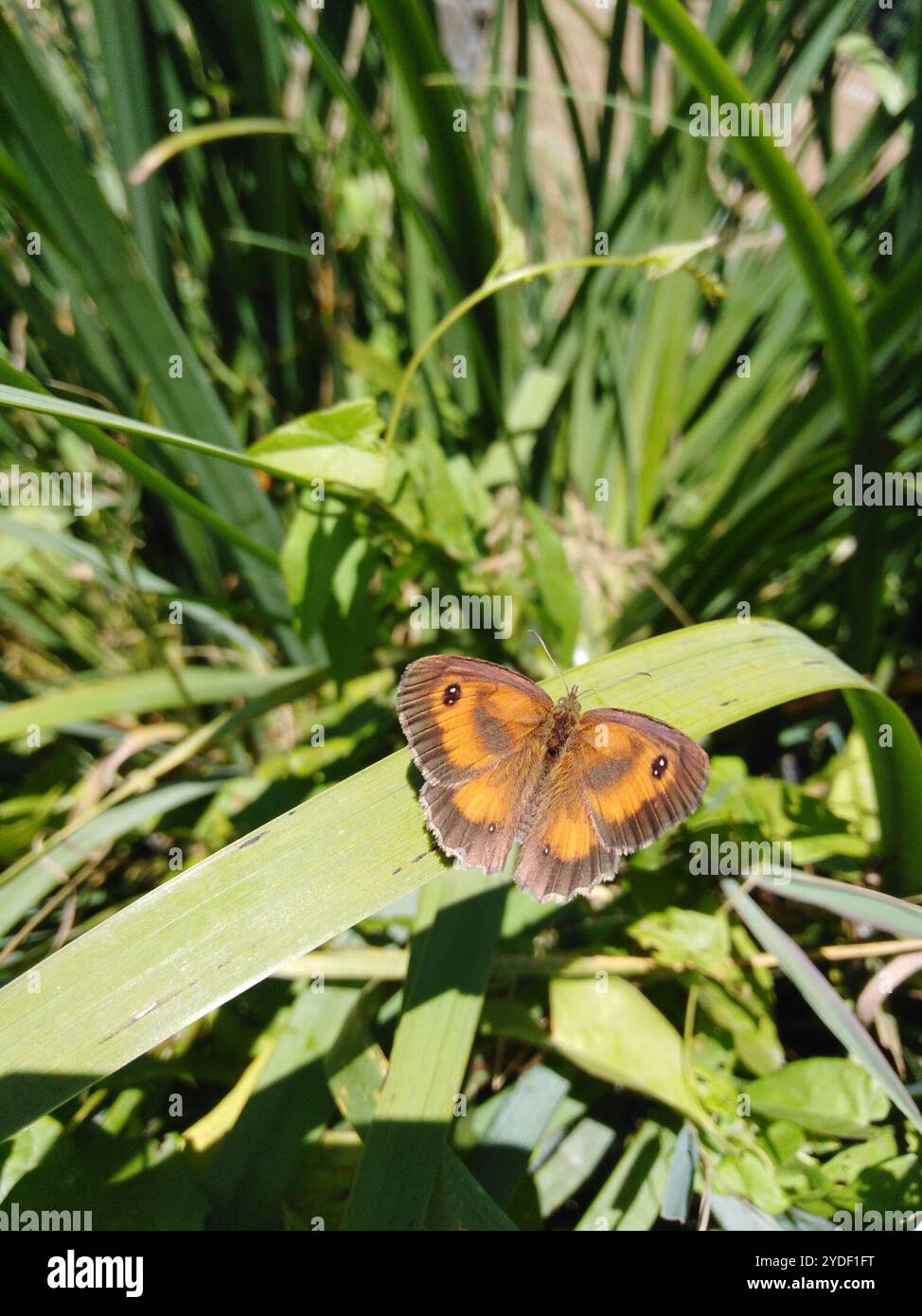 Gatekeeper (Pyronia tithonus Stock Photo - Alamy