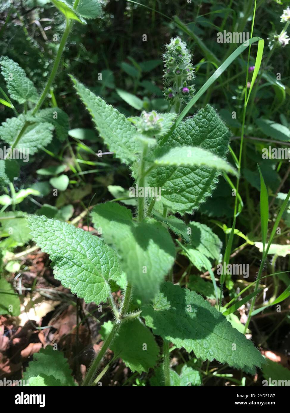 California Hedge Nettle (Stachys bullata Stock Photo - Alamy