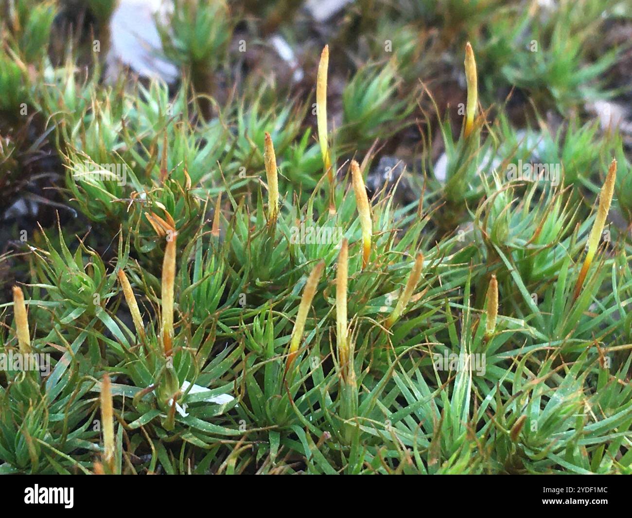 juniper haircap moss (Polytrichum juniperinum Stock Photo - Alamy