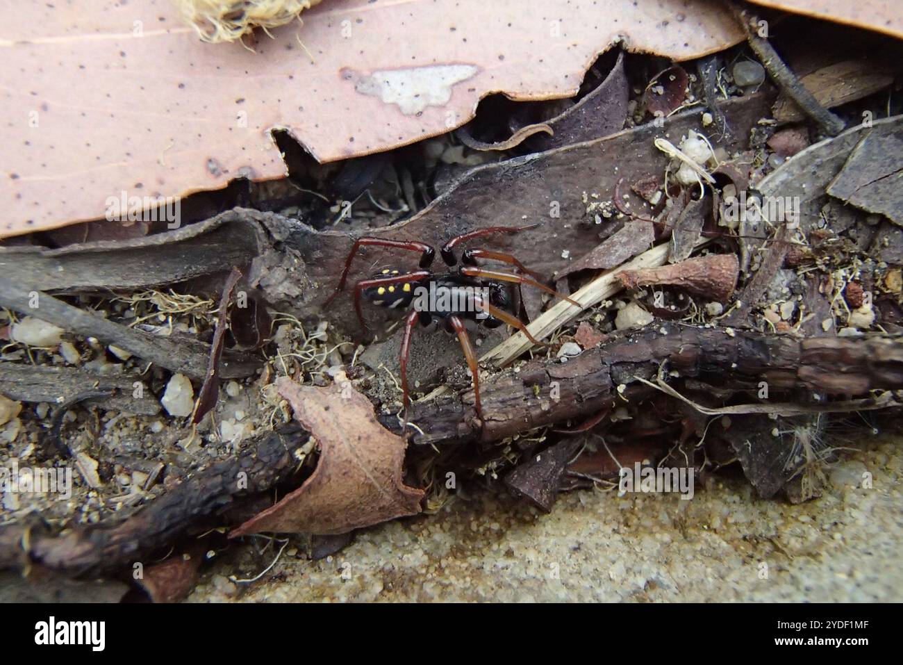 Ant-eating and Flattened Ant Spiders (Zodarioidea Stock Photo - Alamy