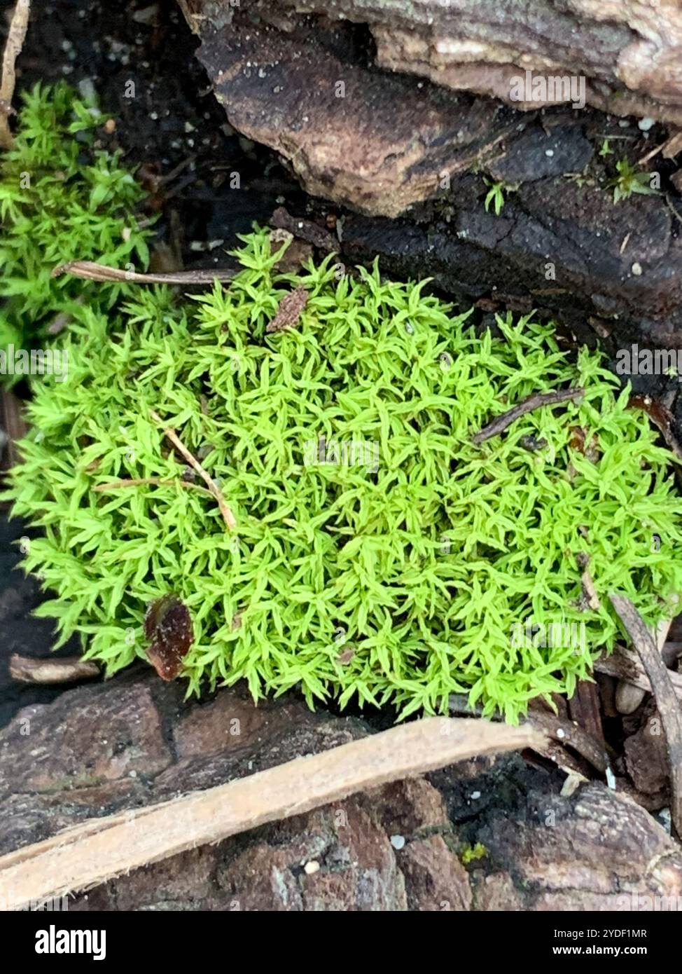 Syntrichia ruralis hi-res stock photography and images - Alamy