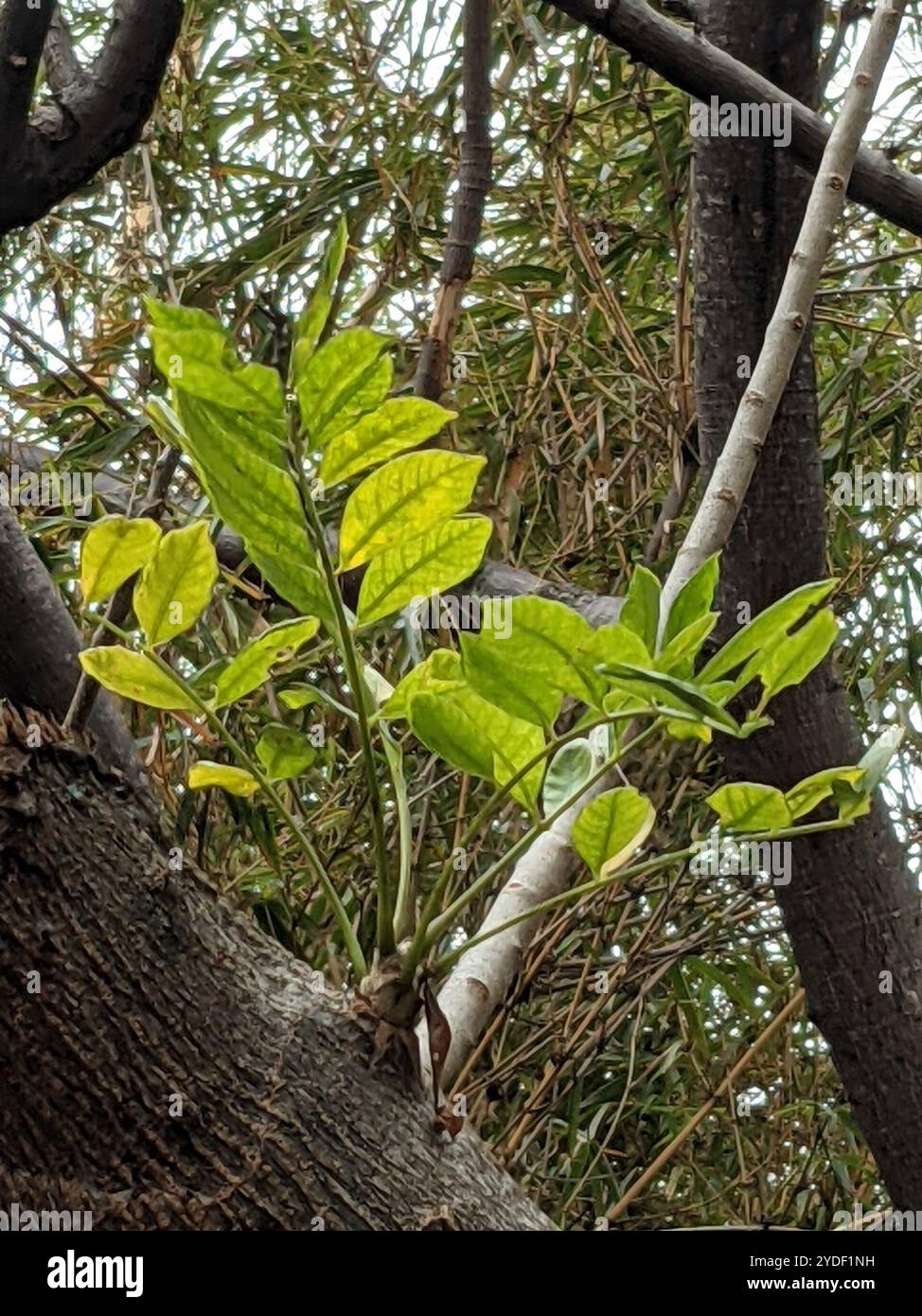 red mombin (Spondias purpurea Stock Photo - Alamy