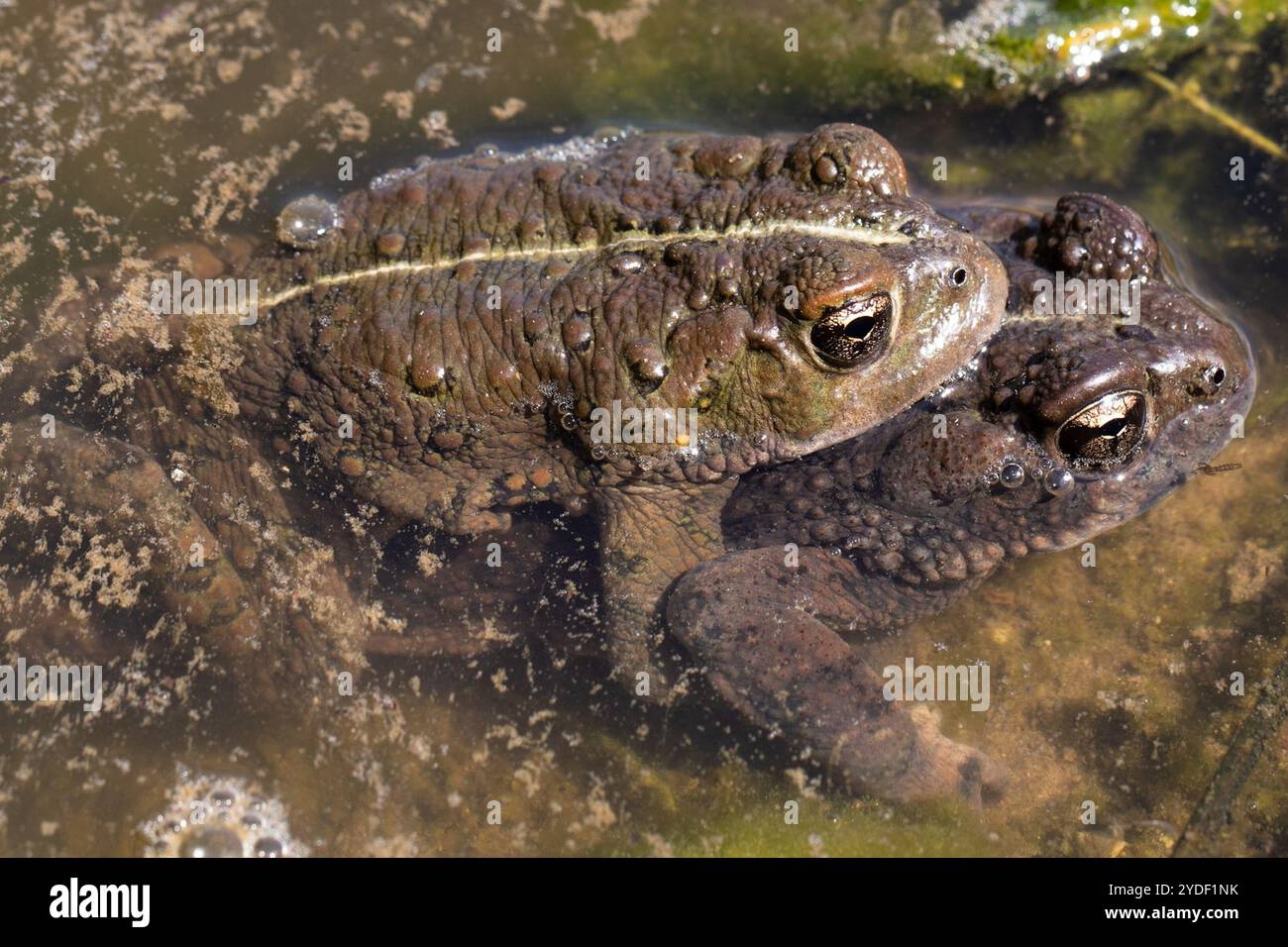 Western Toad (Anaxyrus boreas Stock Photo - Alamy