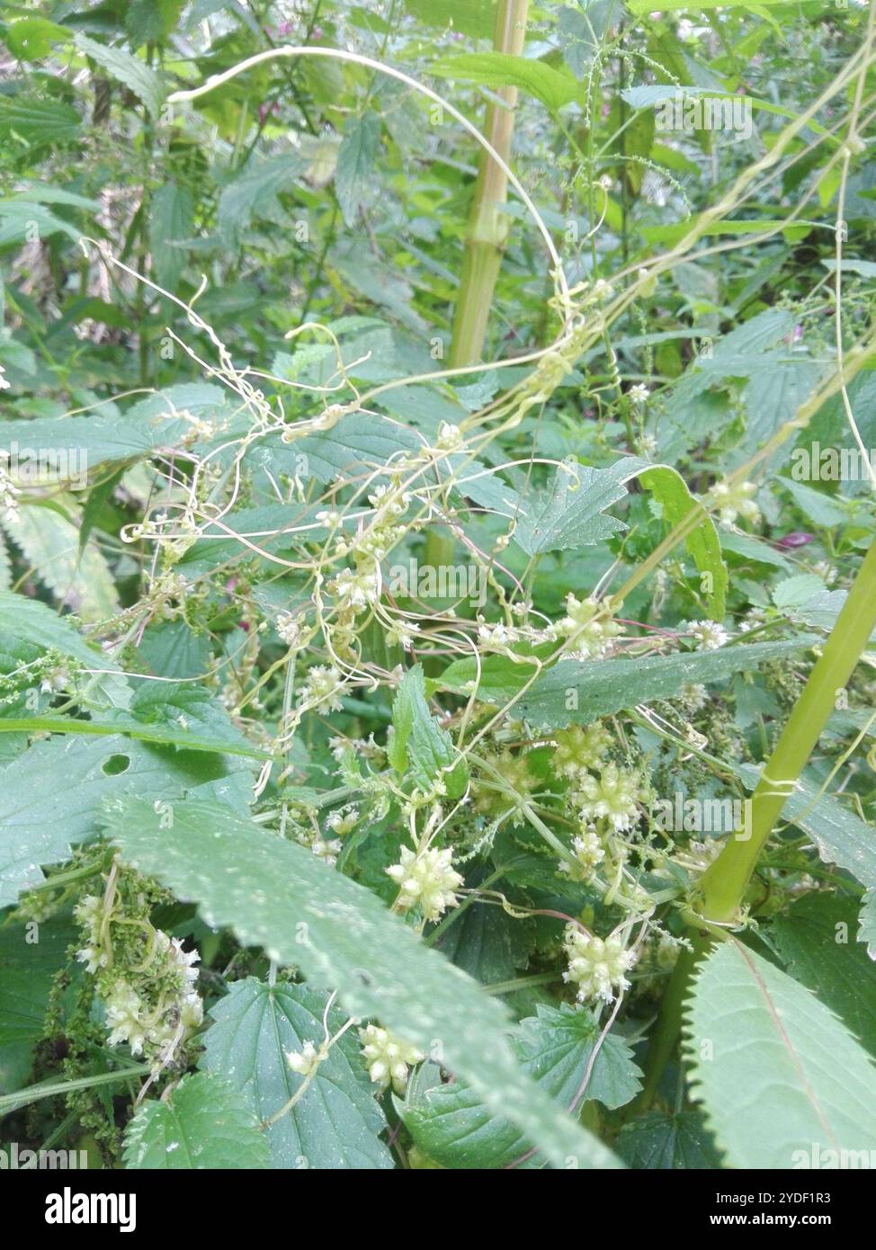 Greater Dodder (Cuscuta europaea Stock Photo - Alamy
