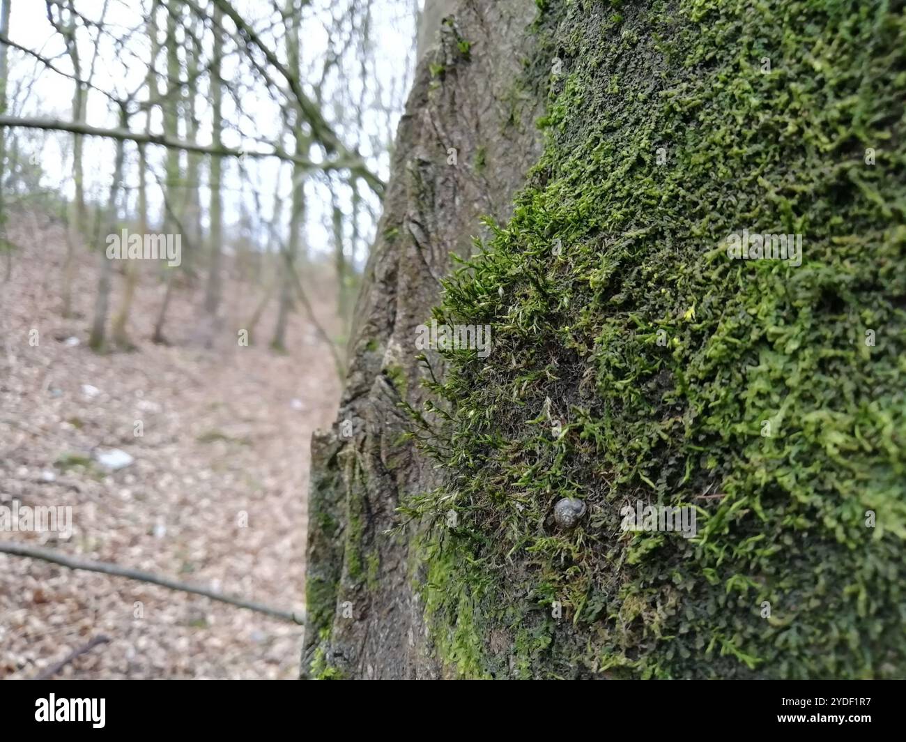 Lateral Cryphaea (Cryphaea heteromalla Stock Photo - Alamy