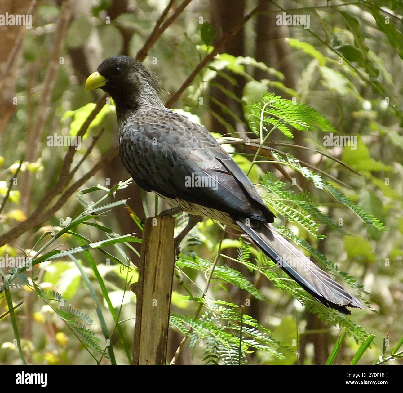 Western Plantain-eater (Crinifer piscator Stock Photo - Alamy