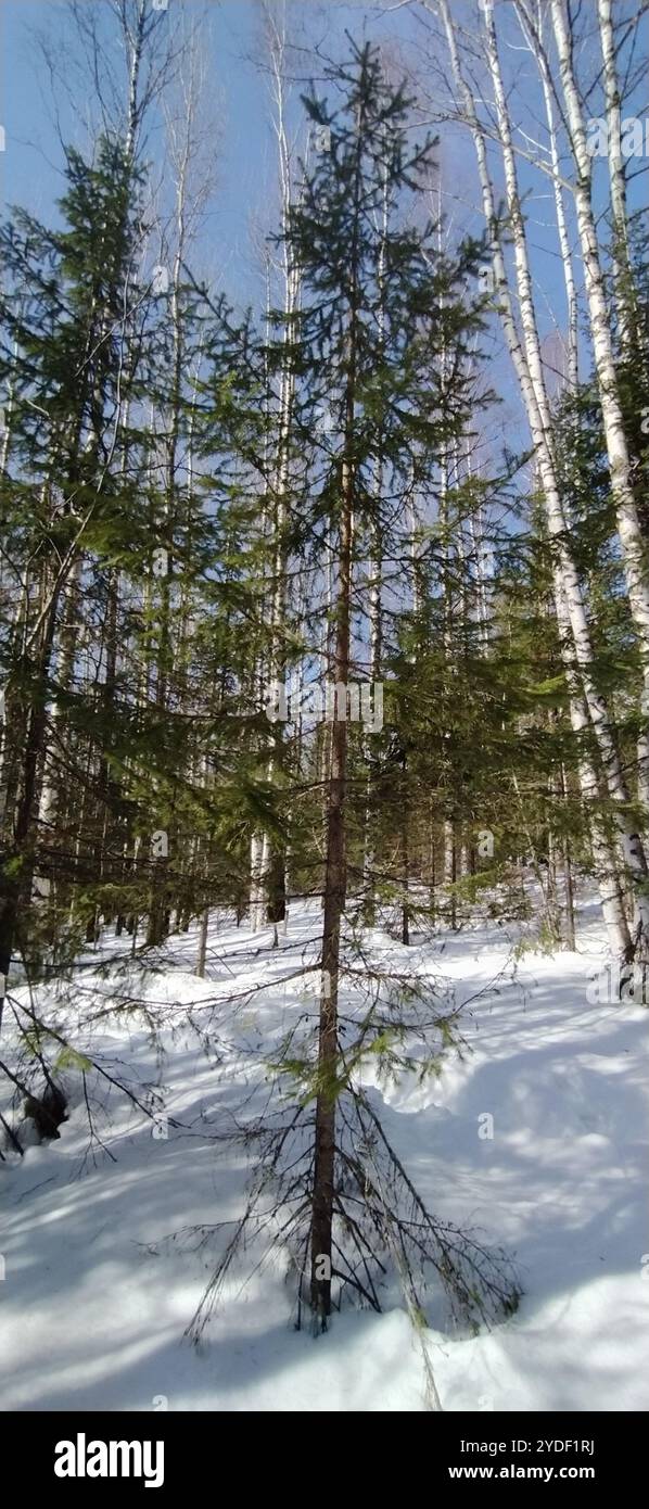 Siberian fir (Abies sibirica Stock Photo - Alamy
