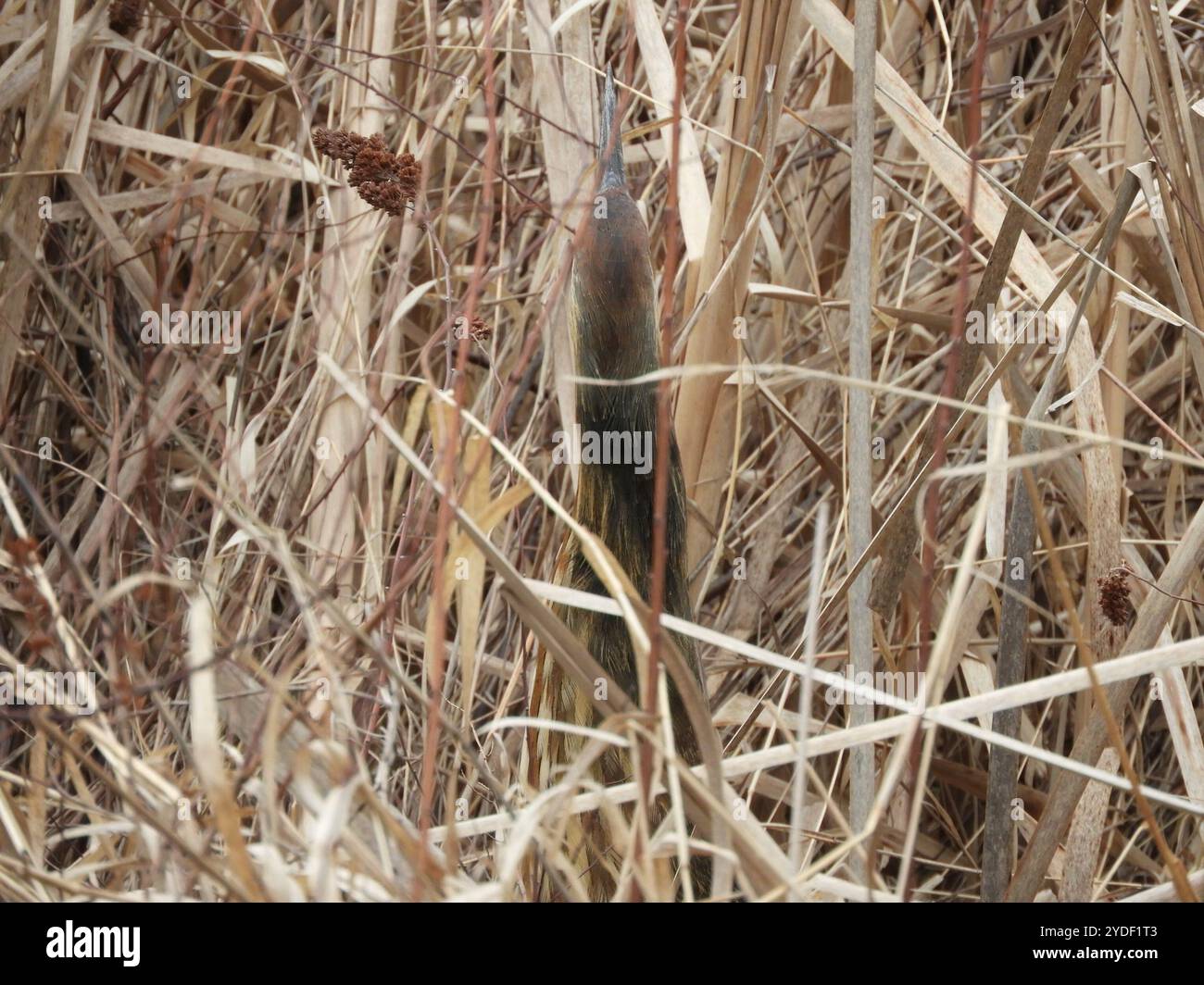 American Bittern (Botaurus lentiginosus Stock Photo - Alamy