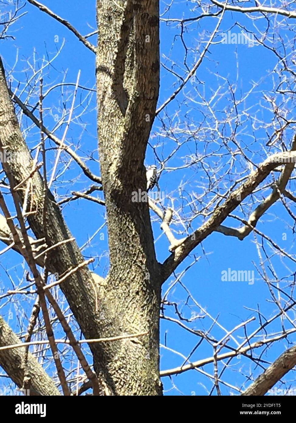 Downy Woodpecker (Dryobates pubescens Stock Photo - Alamy