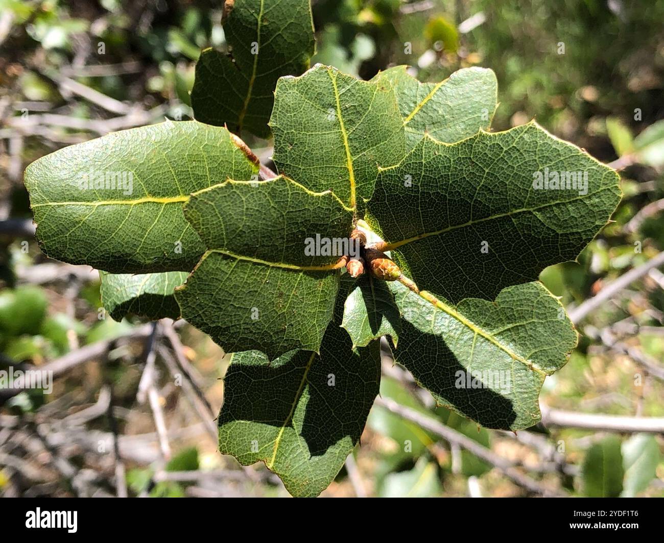 interior live oak (Quercus wislizeni Stock Photo - Alamy