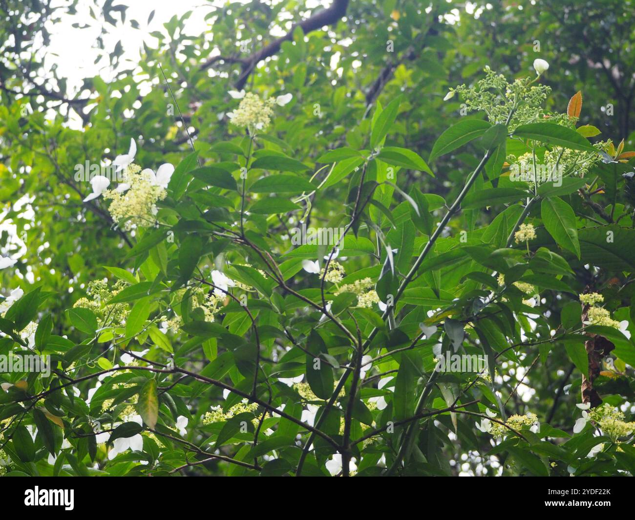 Chinese Hydrangea (Hydrangea chinensis Stock Photo - Alamy