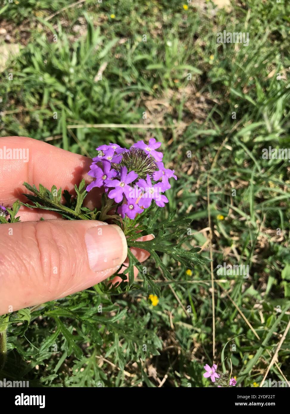 Dakota mock vervain (Glandularia bipinnatifida Stock Photo - Alamy