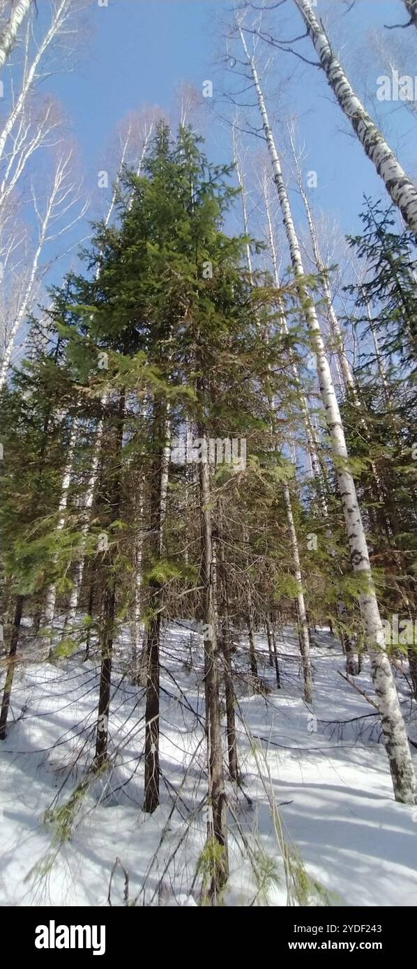 Abies sibirica siberian fir hi-res stock photography and images - Alamy