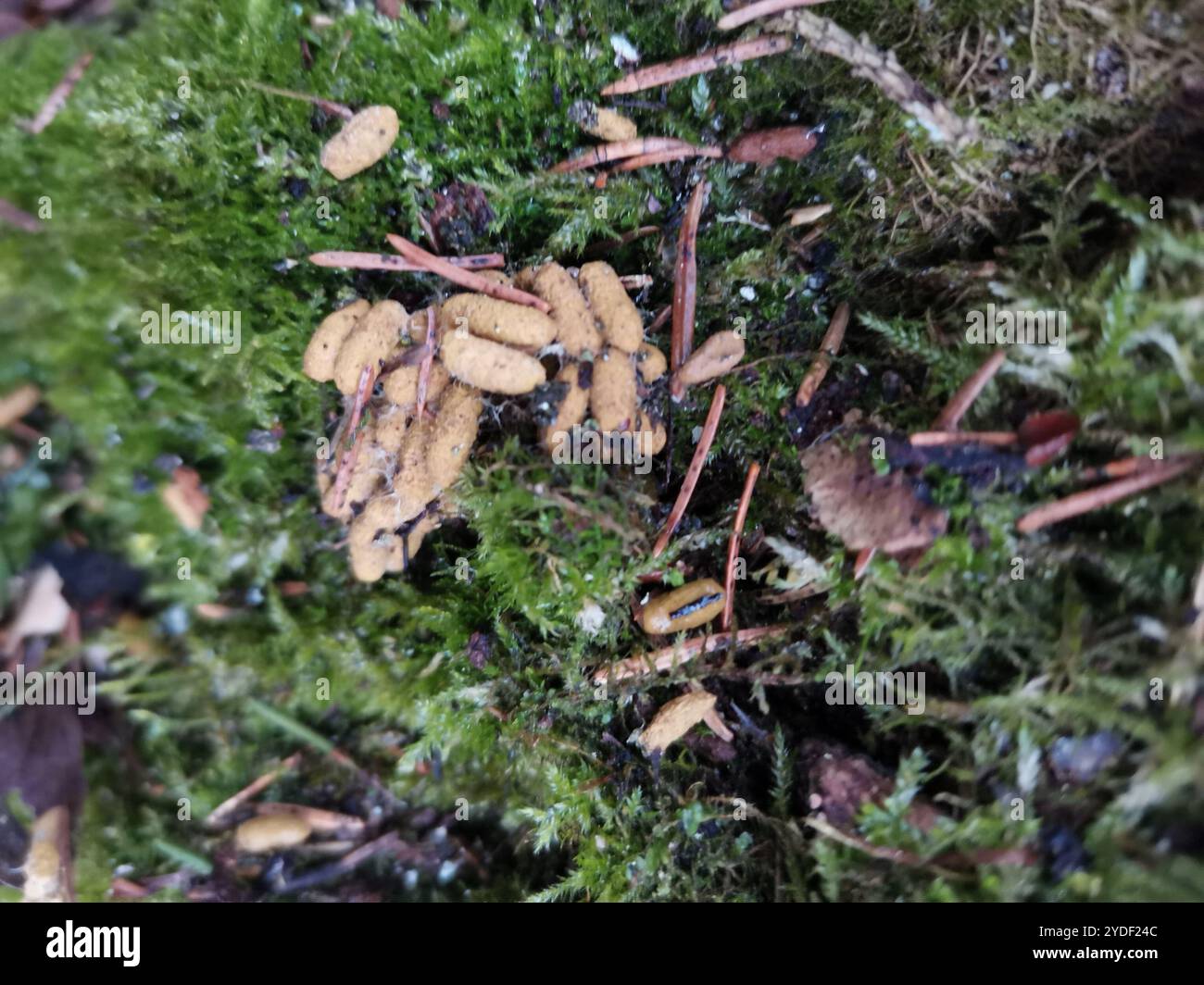 Siberian Flying Squirrel (Pteromys volans Stock Photo - Alamy