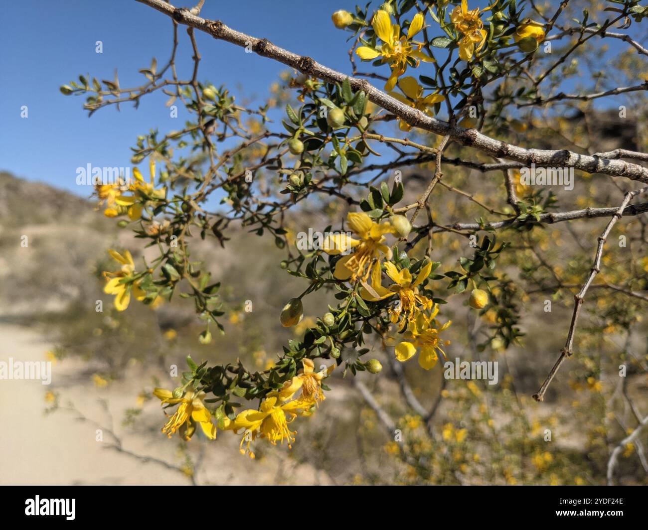 Creosote Bush (Larrea tridentata Stock Photo - Alamy