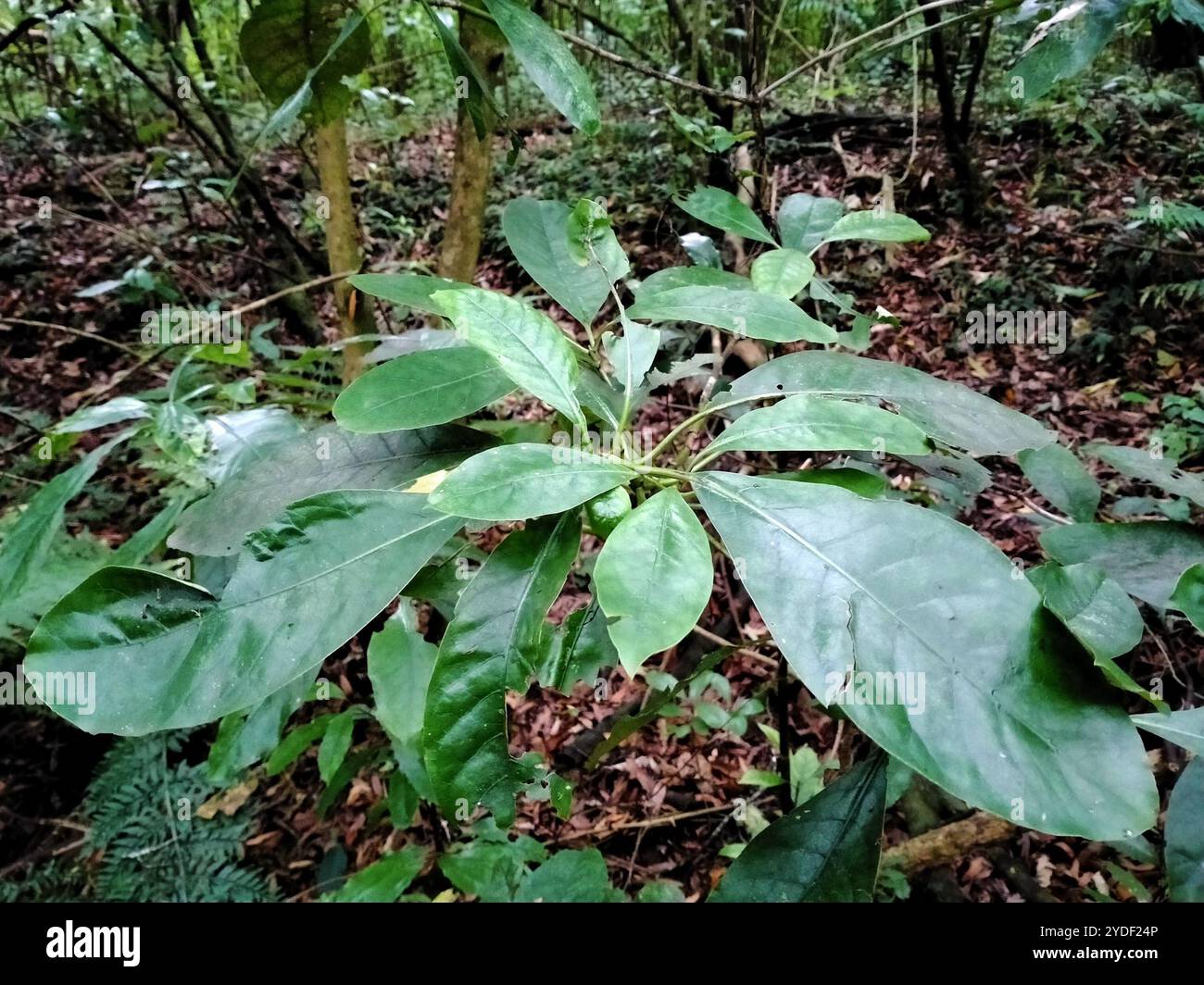 Coprosma grandifolia hi-res stock photography and images - Alamy