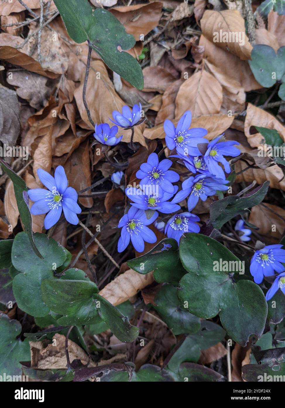 Liverleaf (Hepatica nobilis Stock Photo - Alamy