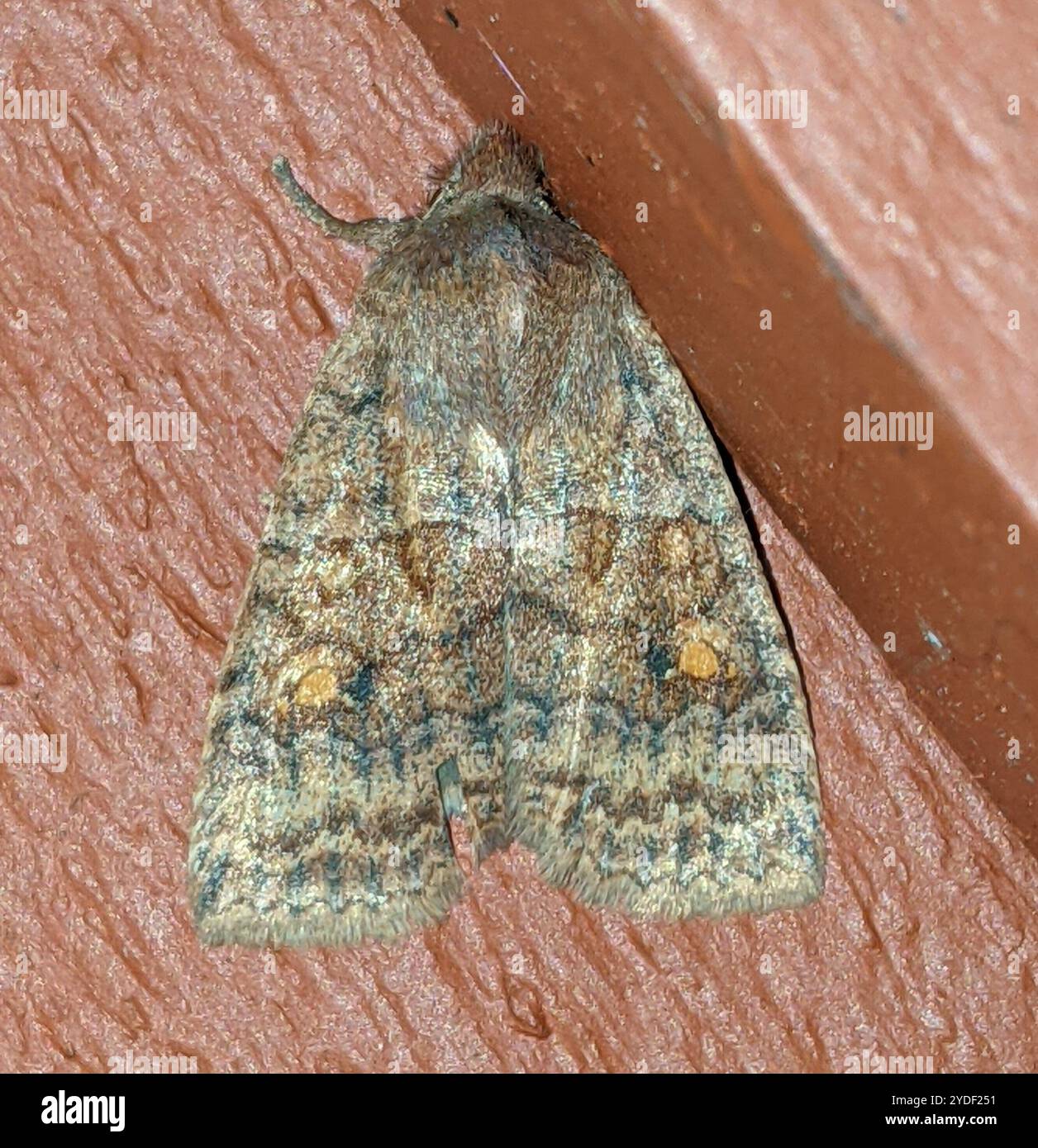 Three-spotted Sallow (Eupsilia tristigmata Stock Photo - Alamy
