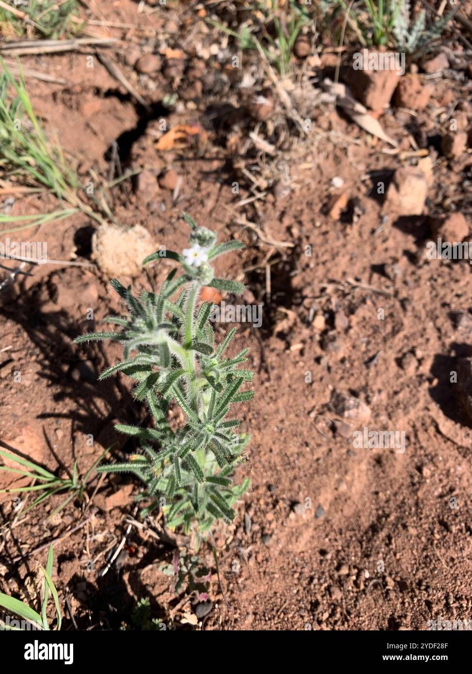 Clearwater cryptantha (Cryptantha intermedia Stock Photo - Alamy
