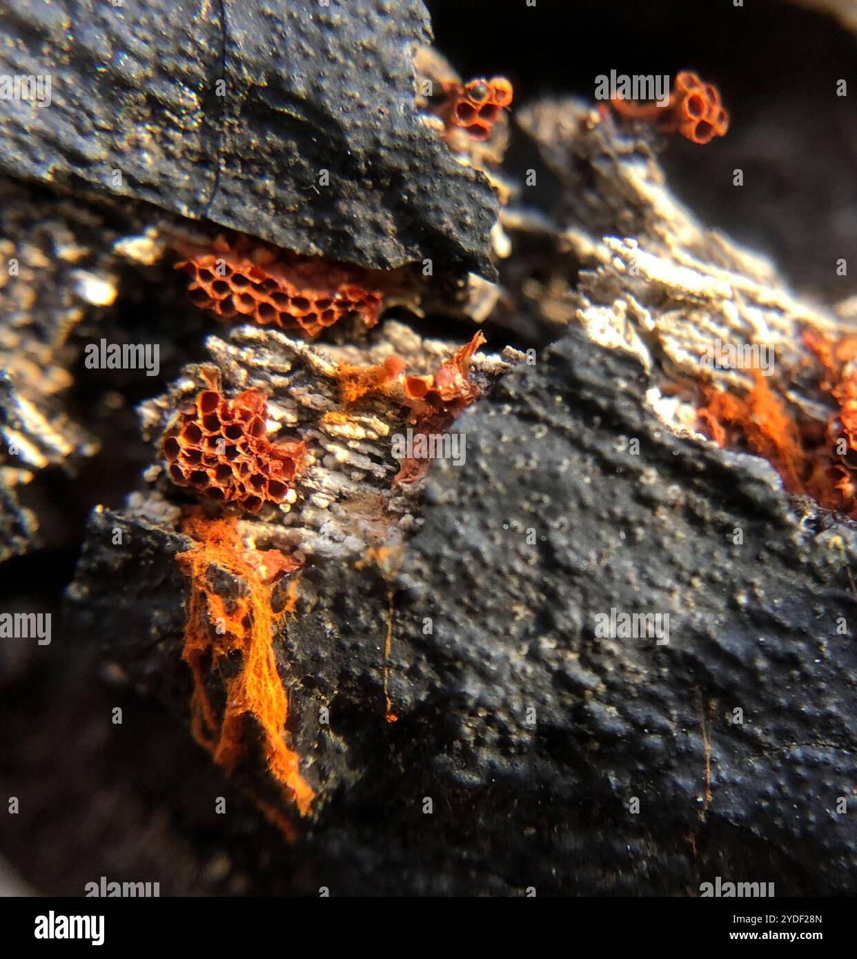 Wasp's Nest Slime Mold (Metatrichia vesparia Stock Photo - Alamy