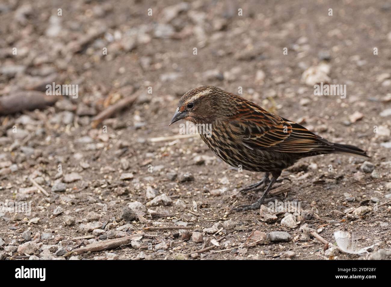 Red-winged Blackbird (Agelaius phoeniceus Stock Photo - Alamy