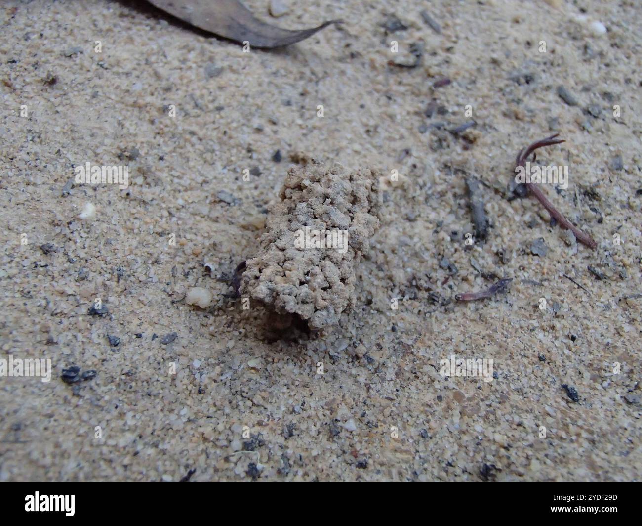 Ants, Bees, Wasps, and Sawflies (Hymenoptera Stock Photo - Alamy