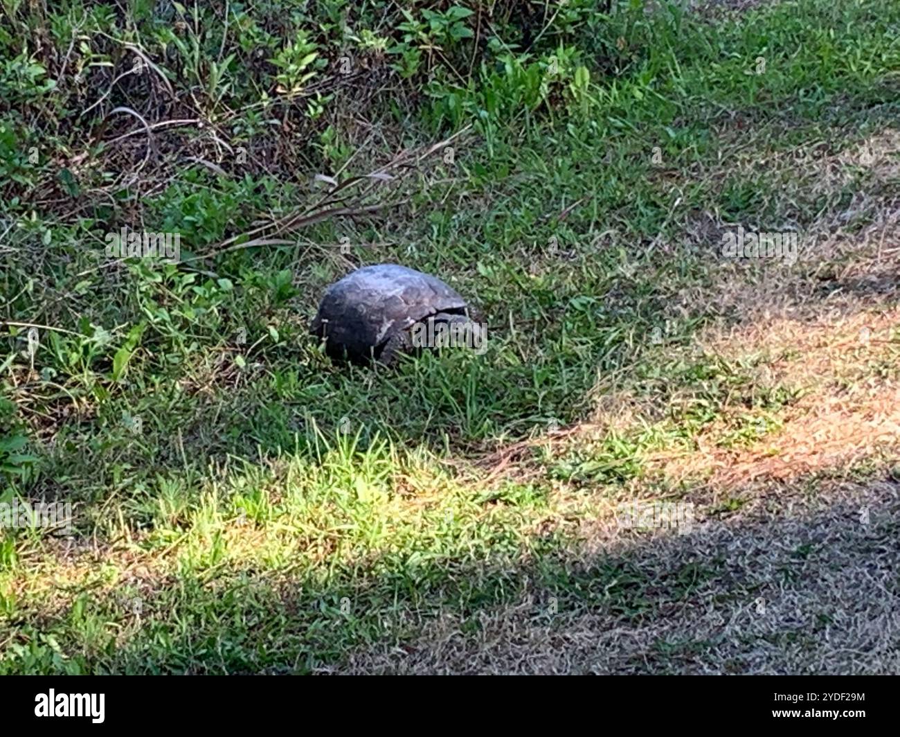 Gopher Tortoise (Gopherus polyphemus Stock Photo - Alamy