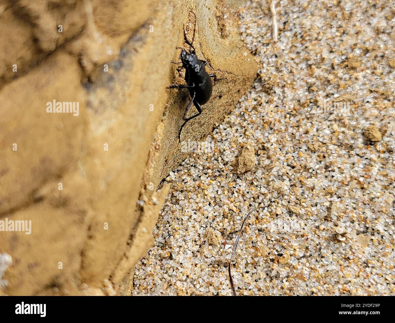 California Night-stalking Tiger Beetle (Omus californicus Stock Photo ...