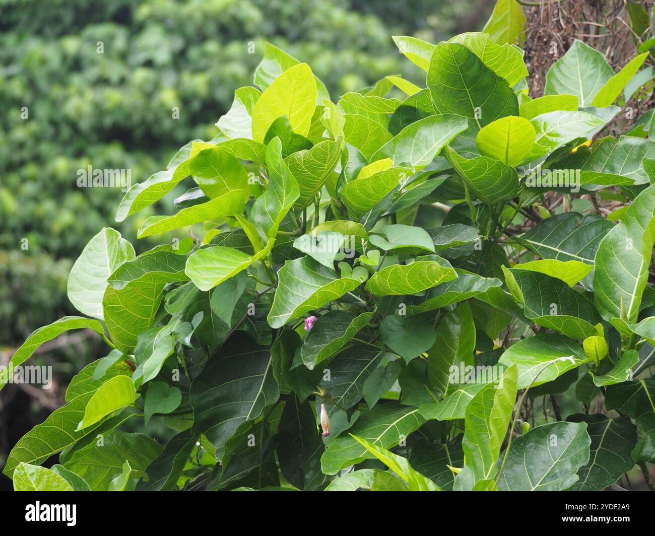 Hauili fig tree (Ficus septica Stock Photo - Alamy