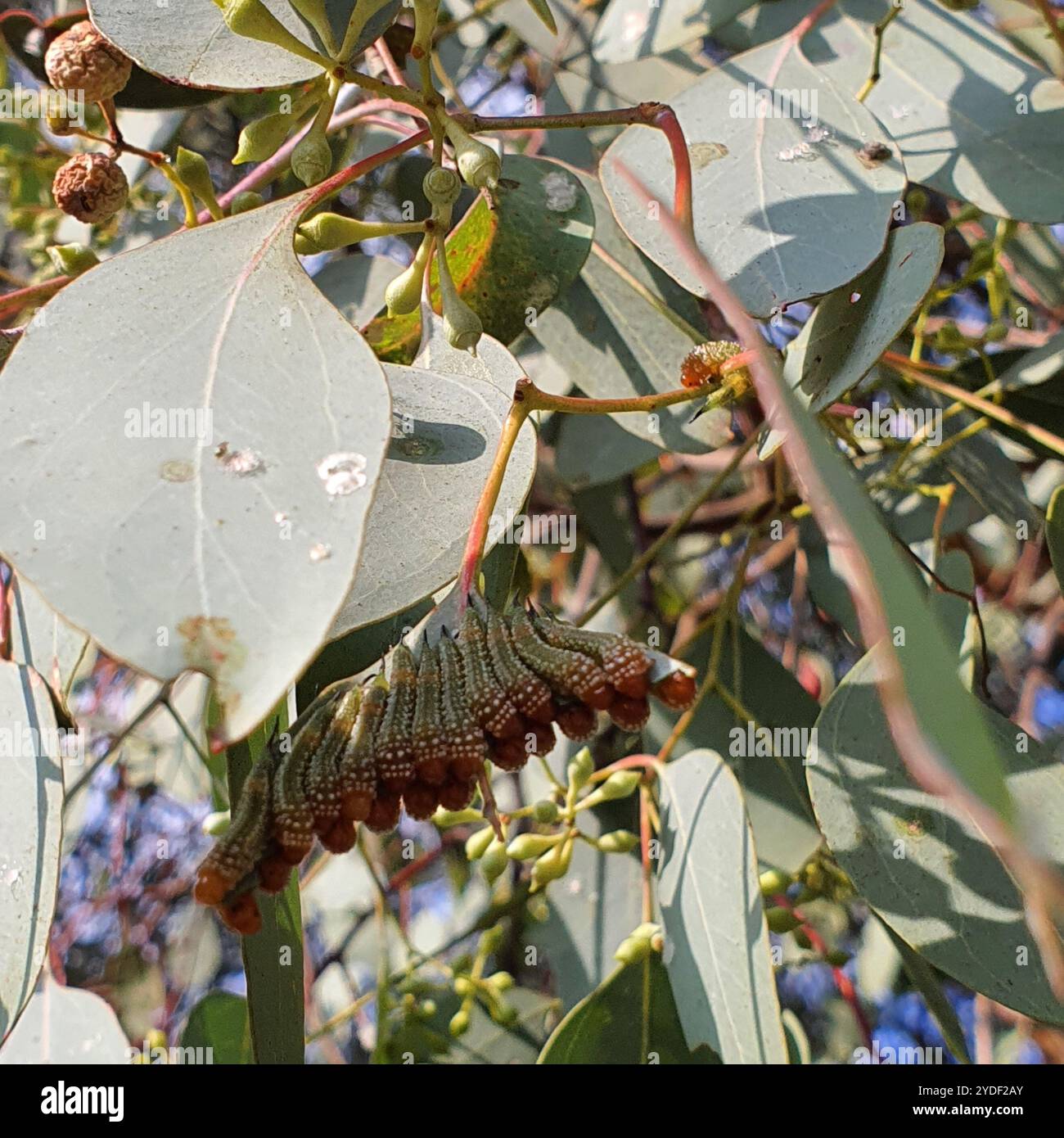 Sawflies, Horntails, and Wood Wasps (Symphyta Stock Photo - Alamy