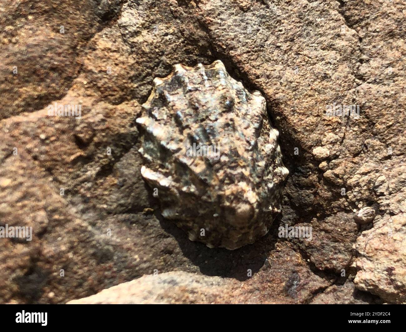 Rough Limpet (Lottia scabra Stock Photo - Alamy