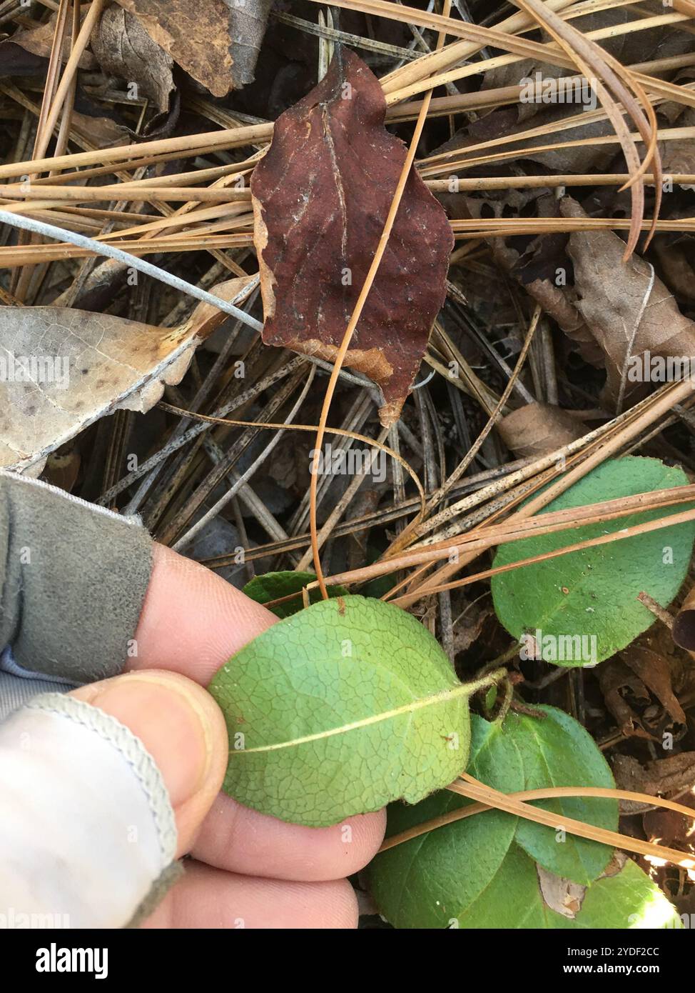 trailing arbutus (Epigaea repens Stock Photo - Alamy
