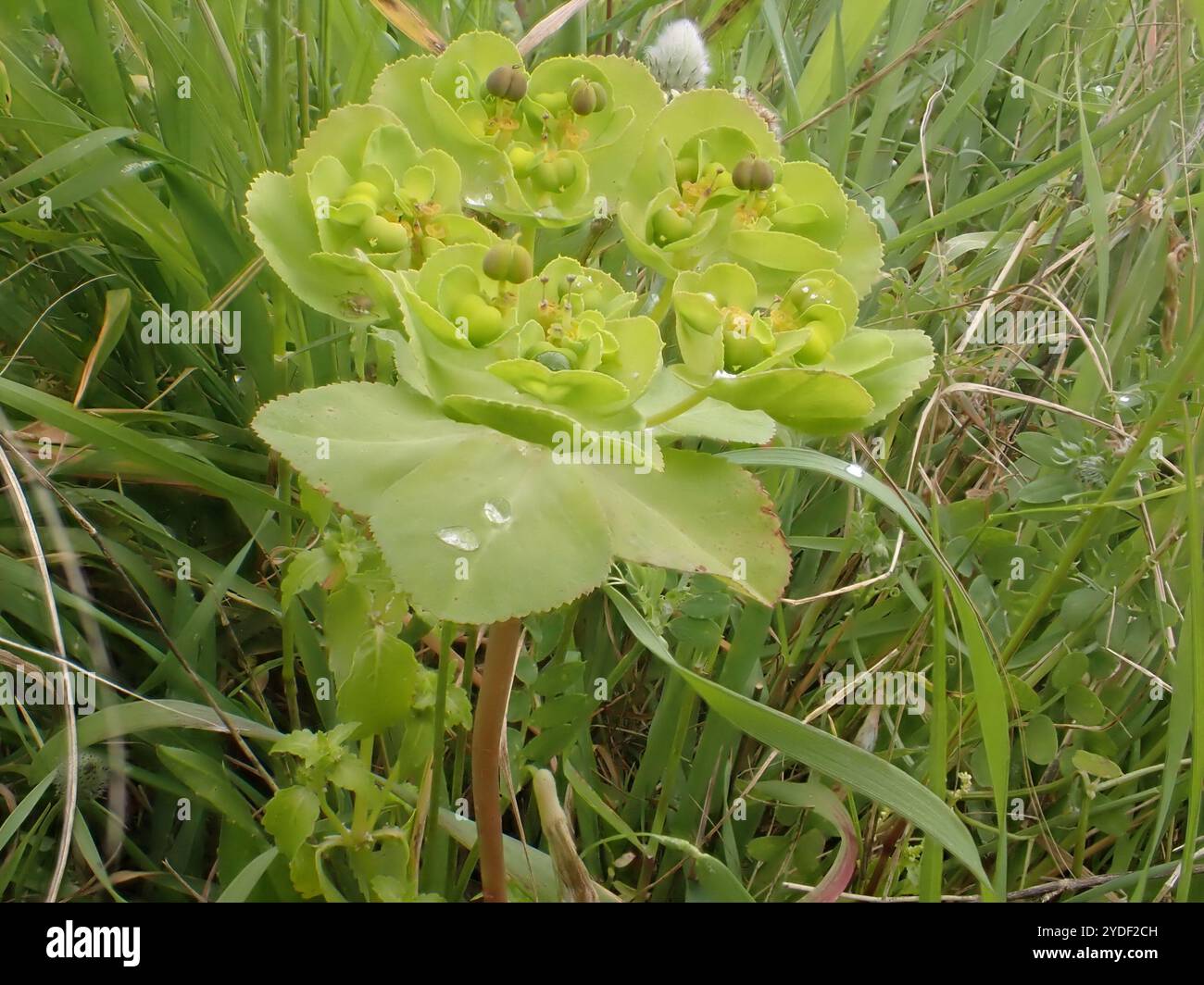 Sun spurge (Euphorbia helioscopia Stock Photo - Alamy