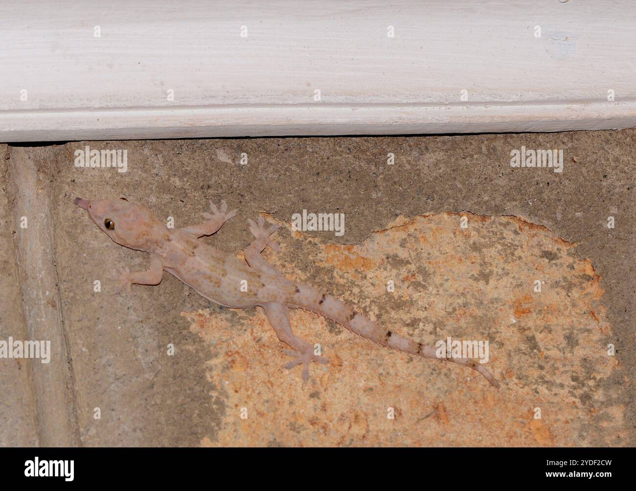 Tropical House Gecko (Hemidactylus mabouia Stock Photo - Alamy