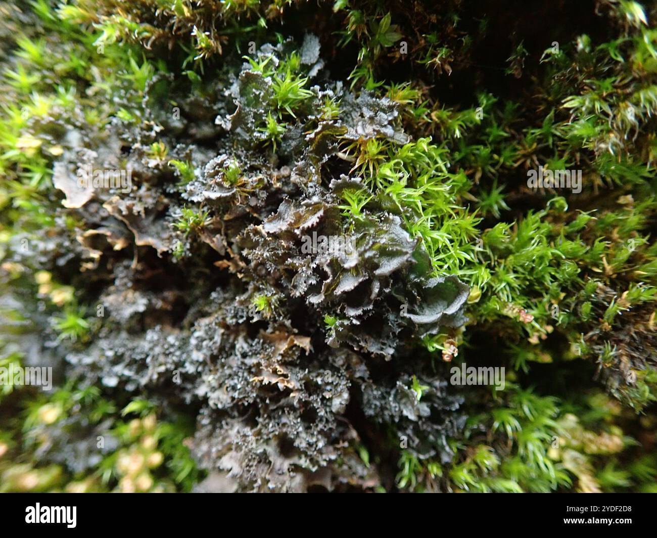 Tattered Jellyskin Lichen (Scytinium lichenoides Stock Photo - Alamy