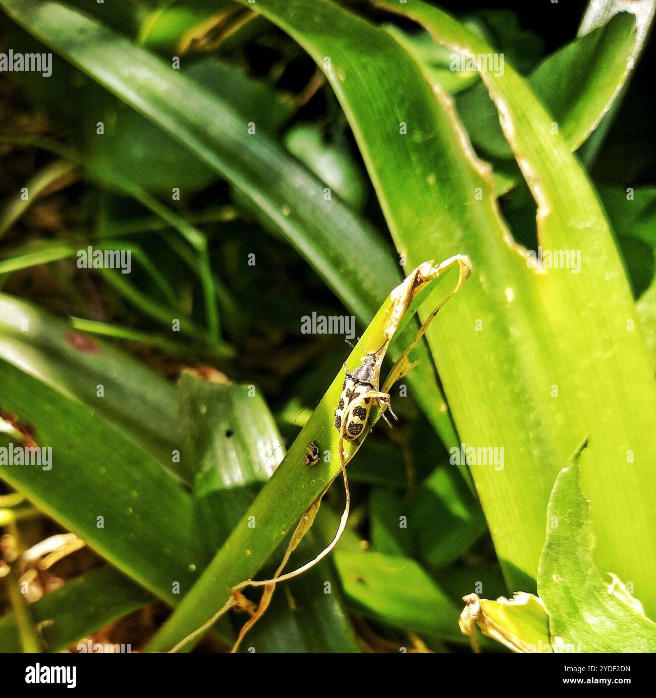 Spotted Maize Beetle (Astylus atromaculatus Stock Photo - Alamy