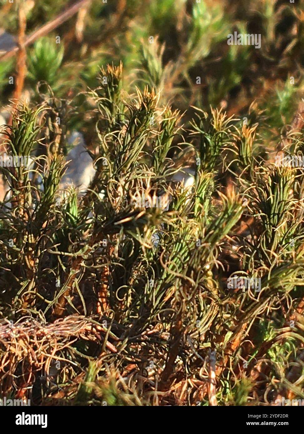 Common Haircap Moss (Polytrichum commune Stock Photo - Alamy