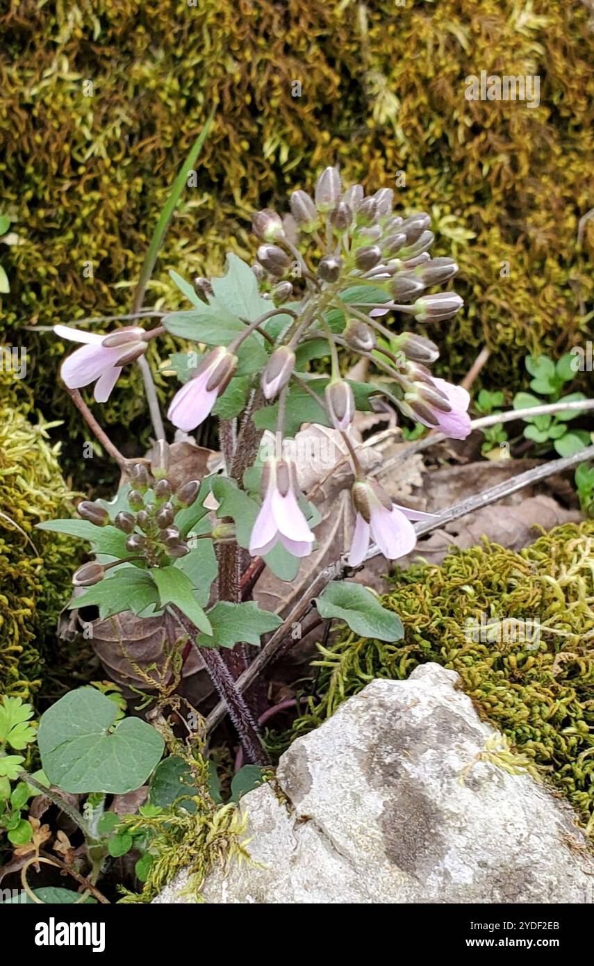 Purple Cress (Cardamine douglassii Stock Photo - Alamy