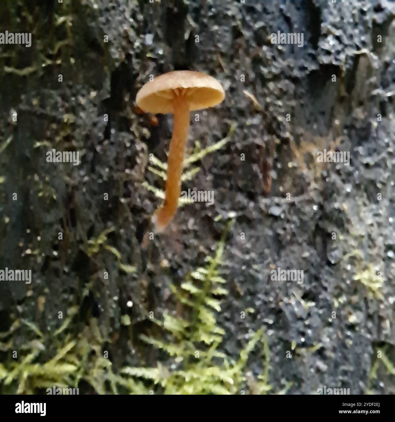 orange bonnet (Mycena acicula Stock Photo - Alamy