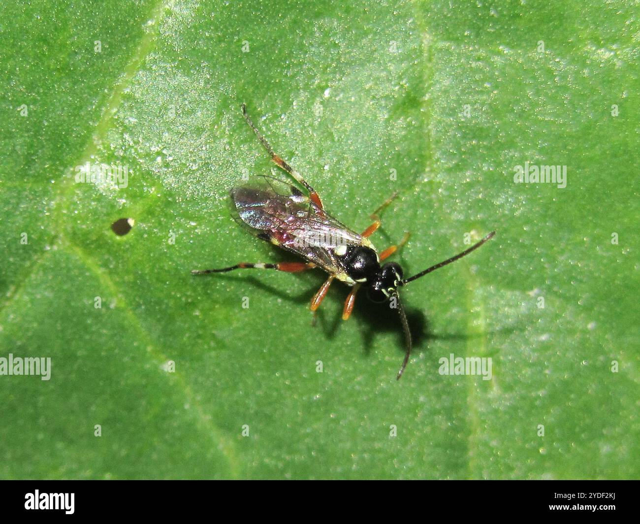 Diplazon laetatorius hi-res stock photography and images - Alamy