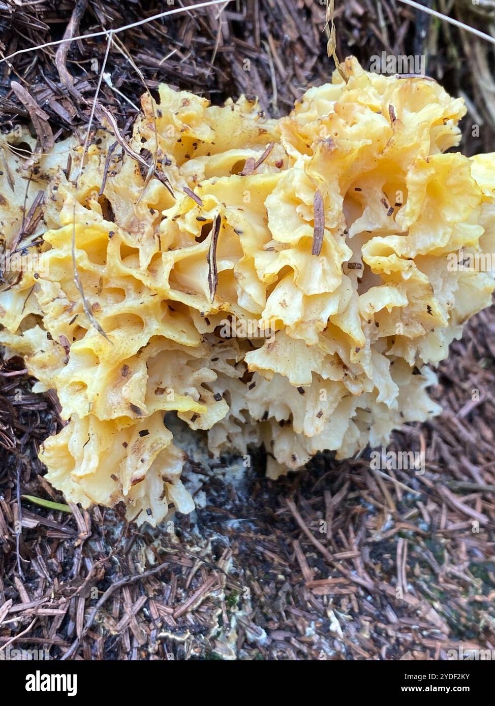 Cauliflower Fungus (Sparassis crispa Stock Photo - Alamy