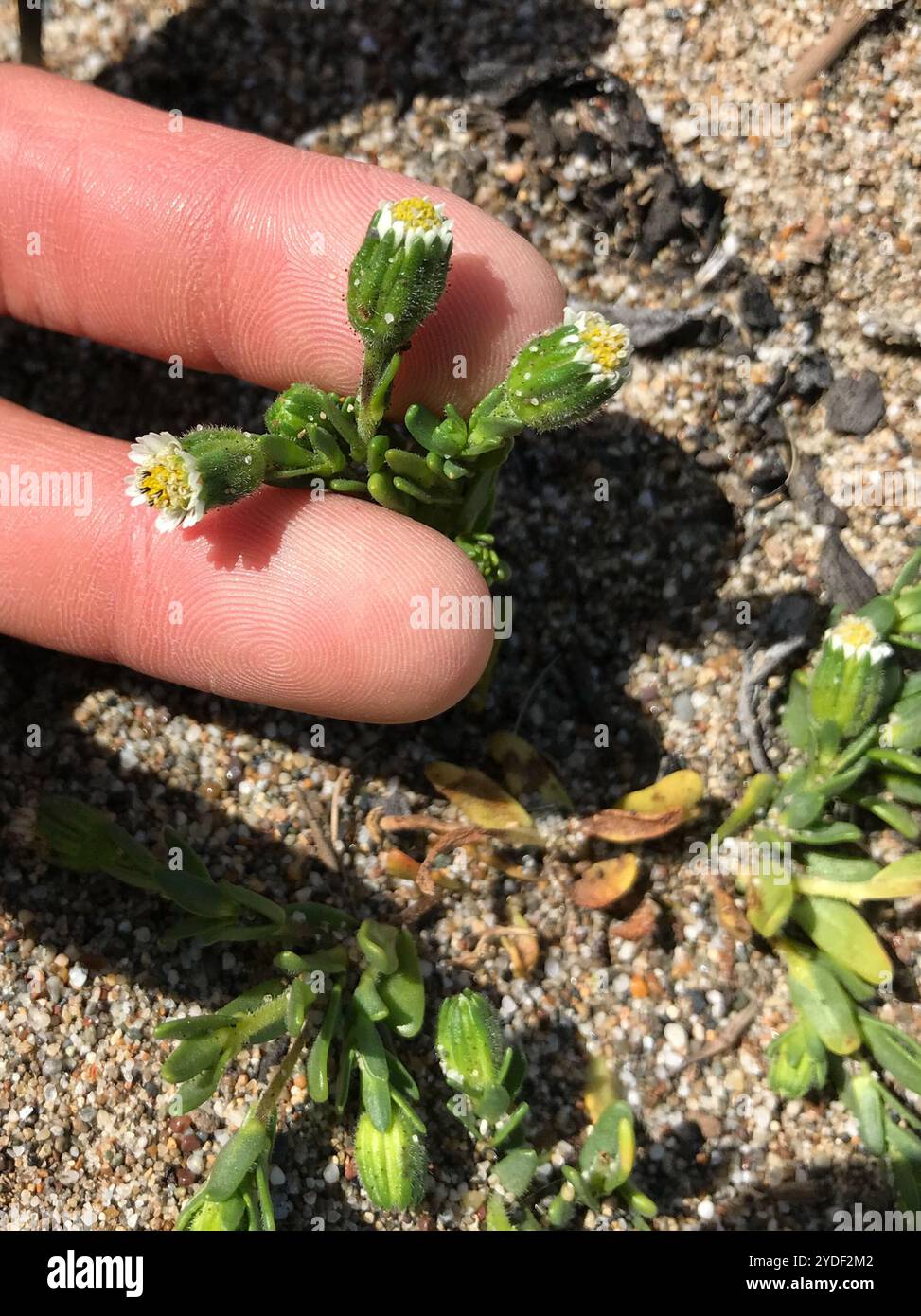 beach tidytips (Layia carnosa Stock Photo - Alamy