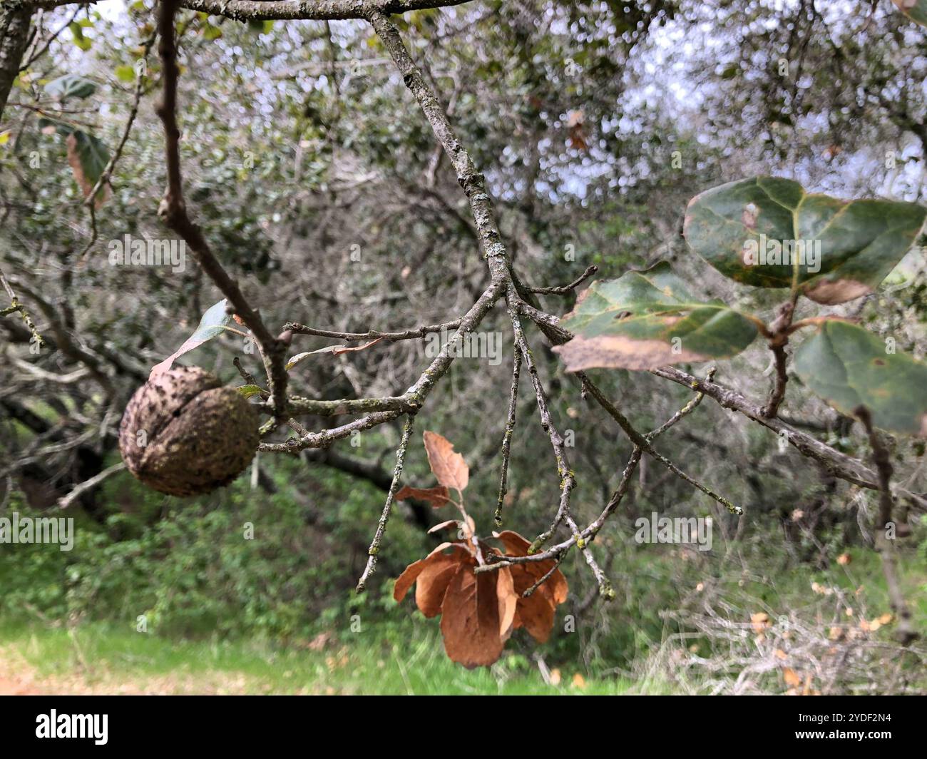 Live Oak Apple Gall Wasp (Amphibolips quercuspomiformis Stock Photo - Alamy