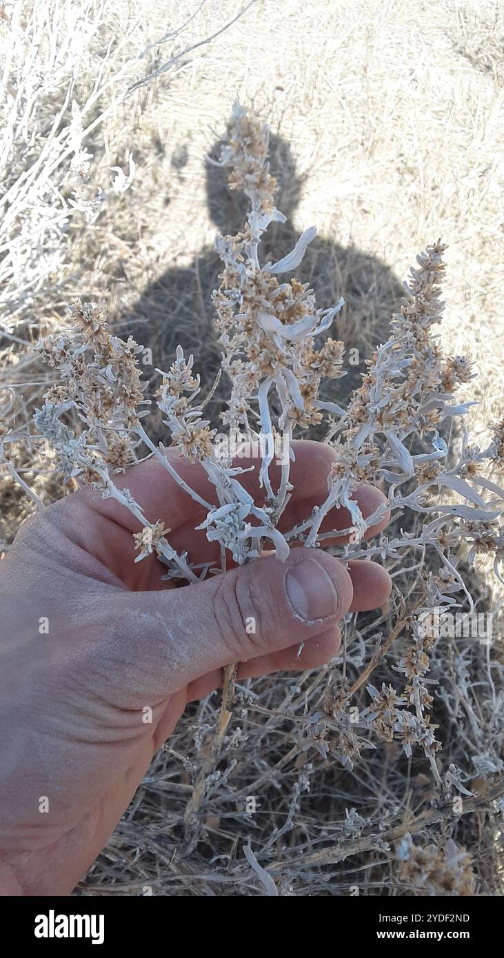 Silver Sagebrush (Artemisia cana Stock Photo - Alamy