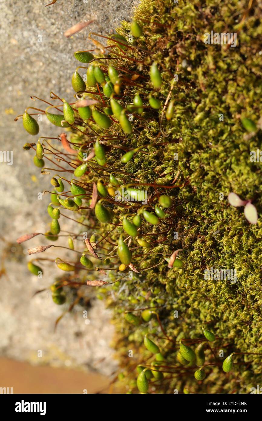Capillary Thread-moss (Ptychostomum capillare Stock Photo - Alamy